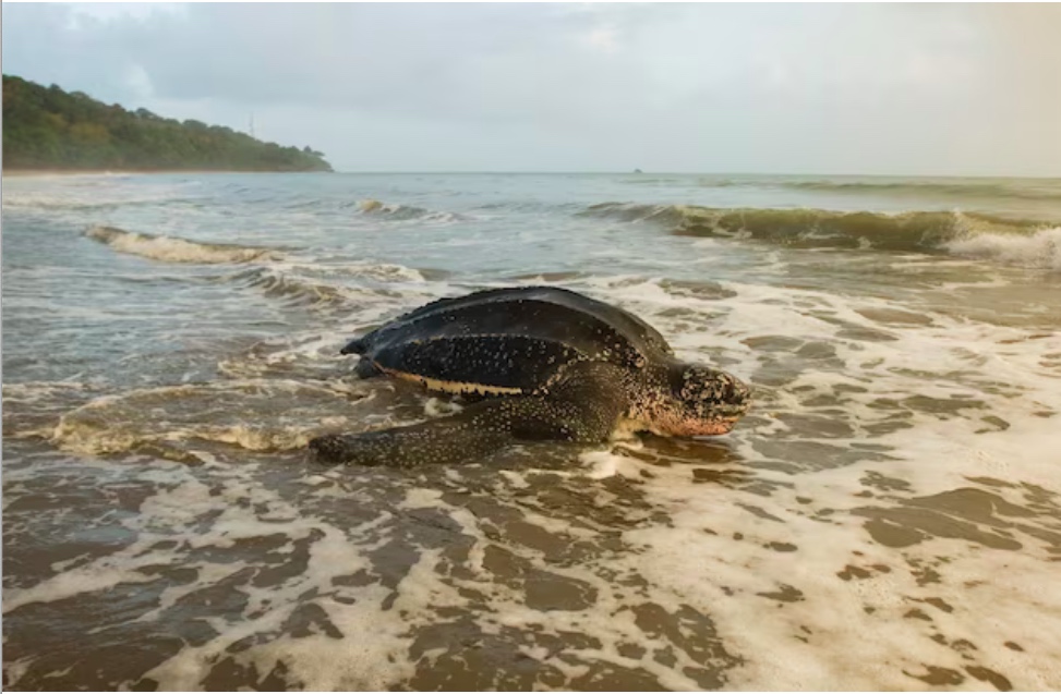 Trinidad & Tobago turtle conservation in National Geographic – Caroline ...